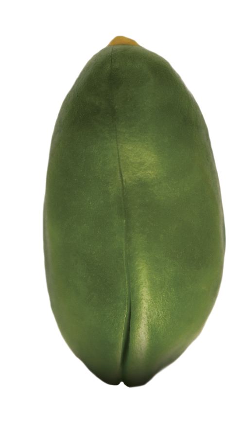 Nazaria Pistachio | Importación y distribución de frutos secos.